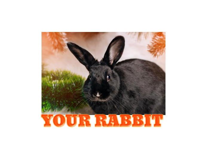 Copy of YOUR RABBIT | PosterMyWall